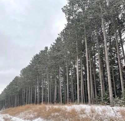 Repeating History: Minnesota’s history of pine plantations still ...