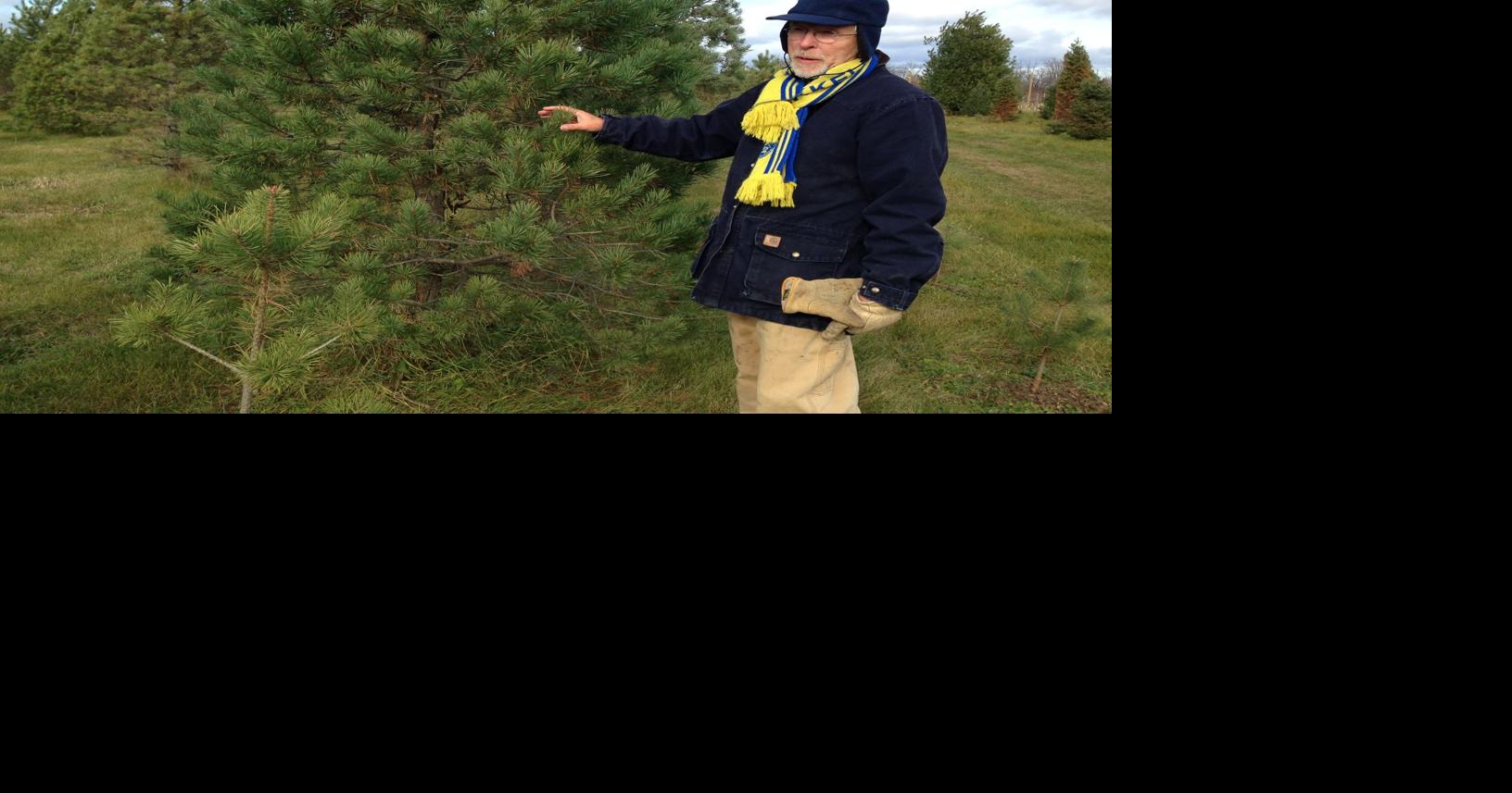 Erickson Brothers Tree Farm offers Christmas trees the Swedish way ...