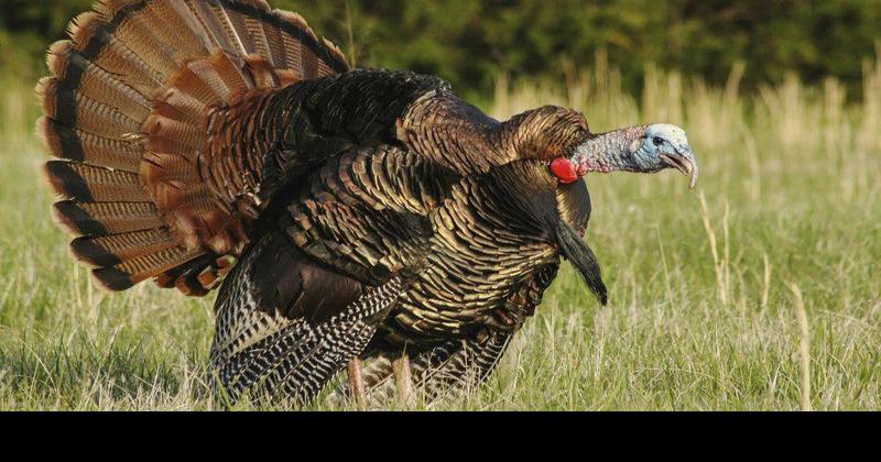 OUTDOORS: As spring turkey season nears, TPWD forecasts banner year ...