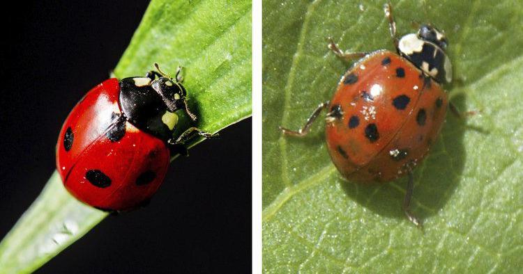 What's pestering you in the garden? | Lifestyles | itemonline.com