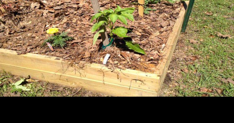Weed control in your vegetable garden | Local News | itemonline.com