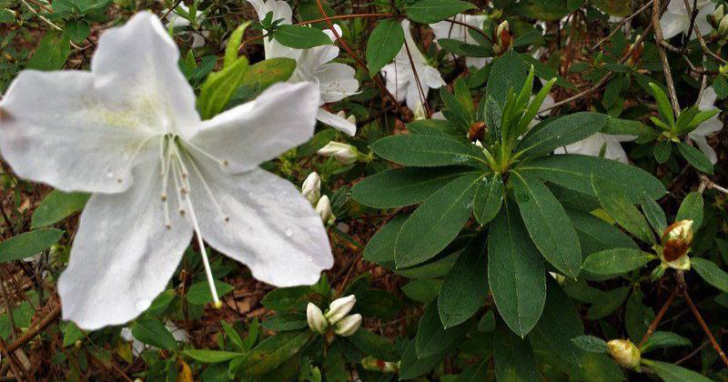 Using azaleas as a foundation for your spring garden | News ...