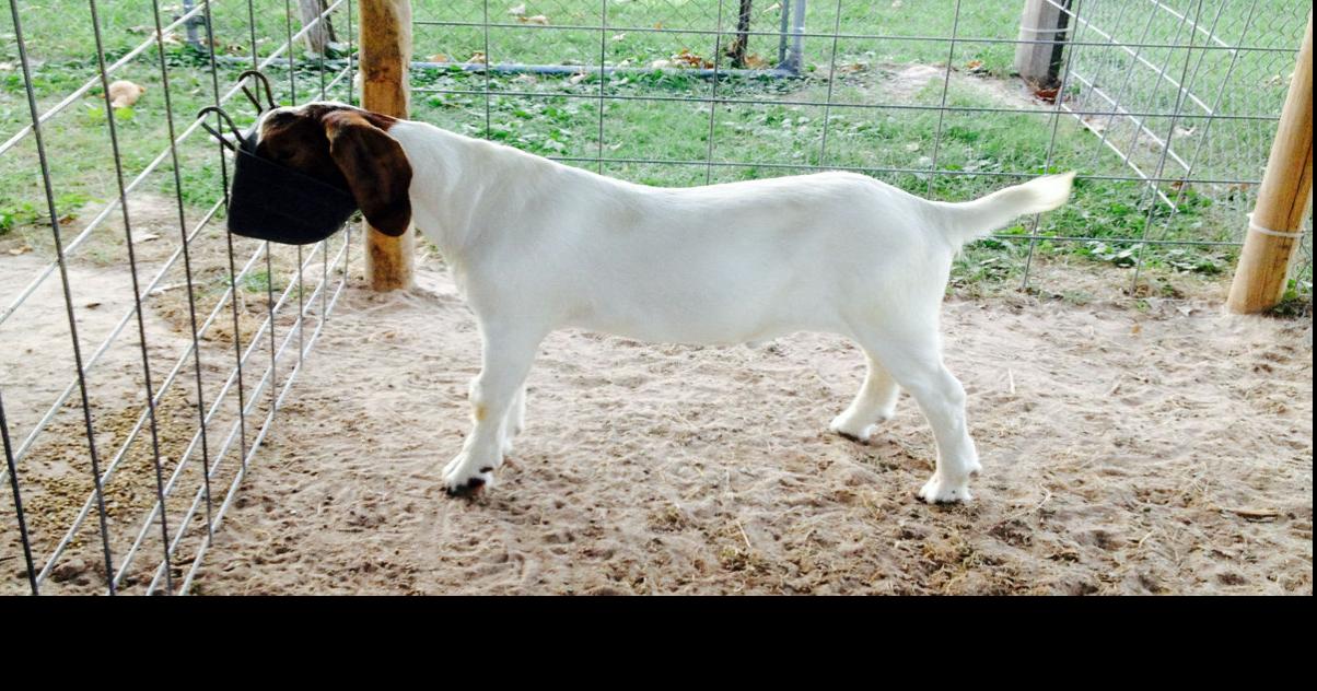Local goat stolen, family seeks help from community | City Of ...