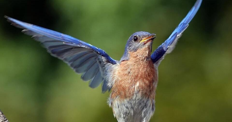 Speaker to discuss bluebirds at meeting | News | itemonline.com
