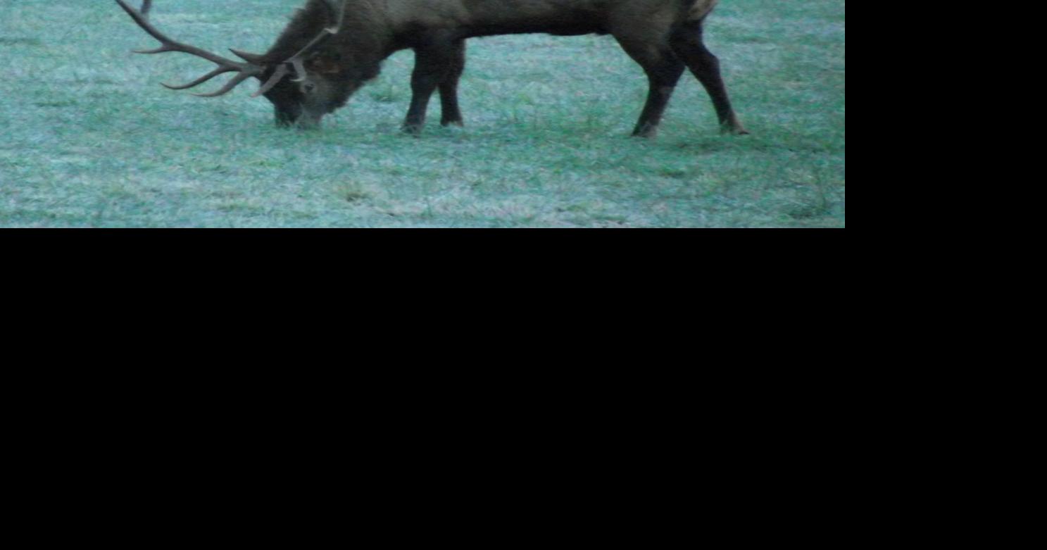 Russia plans to kill a quarter-million Siberian reindeer amid anthrax ...