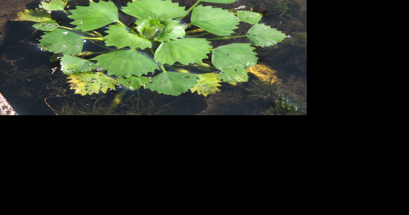 Invasive Water Chestnut Found on Cayuga Lake | News | ithaca.com