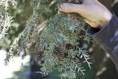 Hemlocks Still Under Adelgid Threat | News | ithaca.com