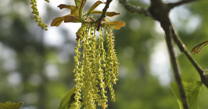 When You're Allergic to Trees | Personal Health | ithaca.com