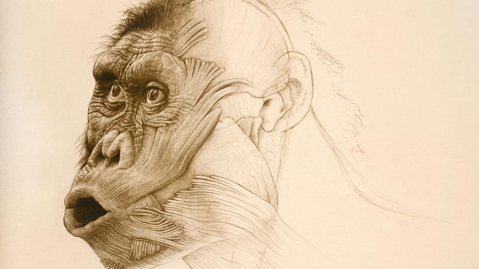 australopithecus face drawing