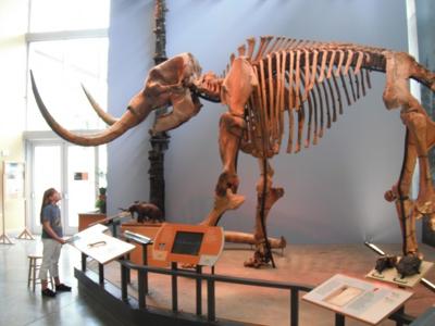 When Mastodons Walked Through Waverly | Spencer/Van Etten | ithaca.com