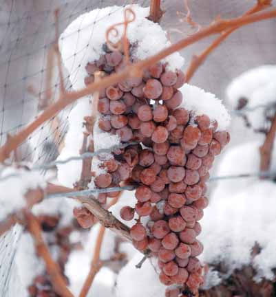Frozen Grapes and Ice Wine: the Demand is Growing | Winter Times ...