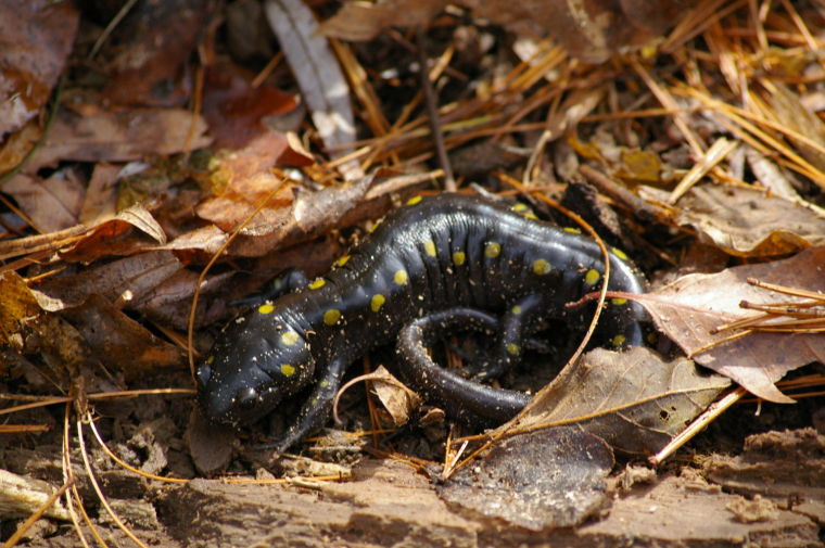 Local Salamanders Run The Gantlet | News | ithaca.com