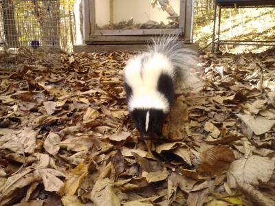 Living With a Skunk | News | ithaca.com