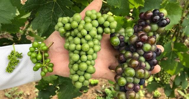 Cayuga White: to know it is to love it | Summer Ithaca | ithaca.com
