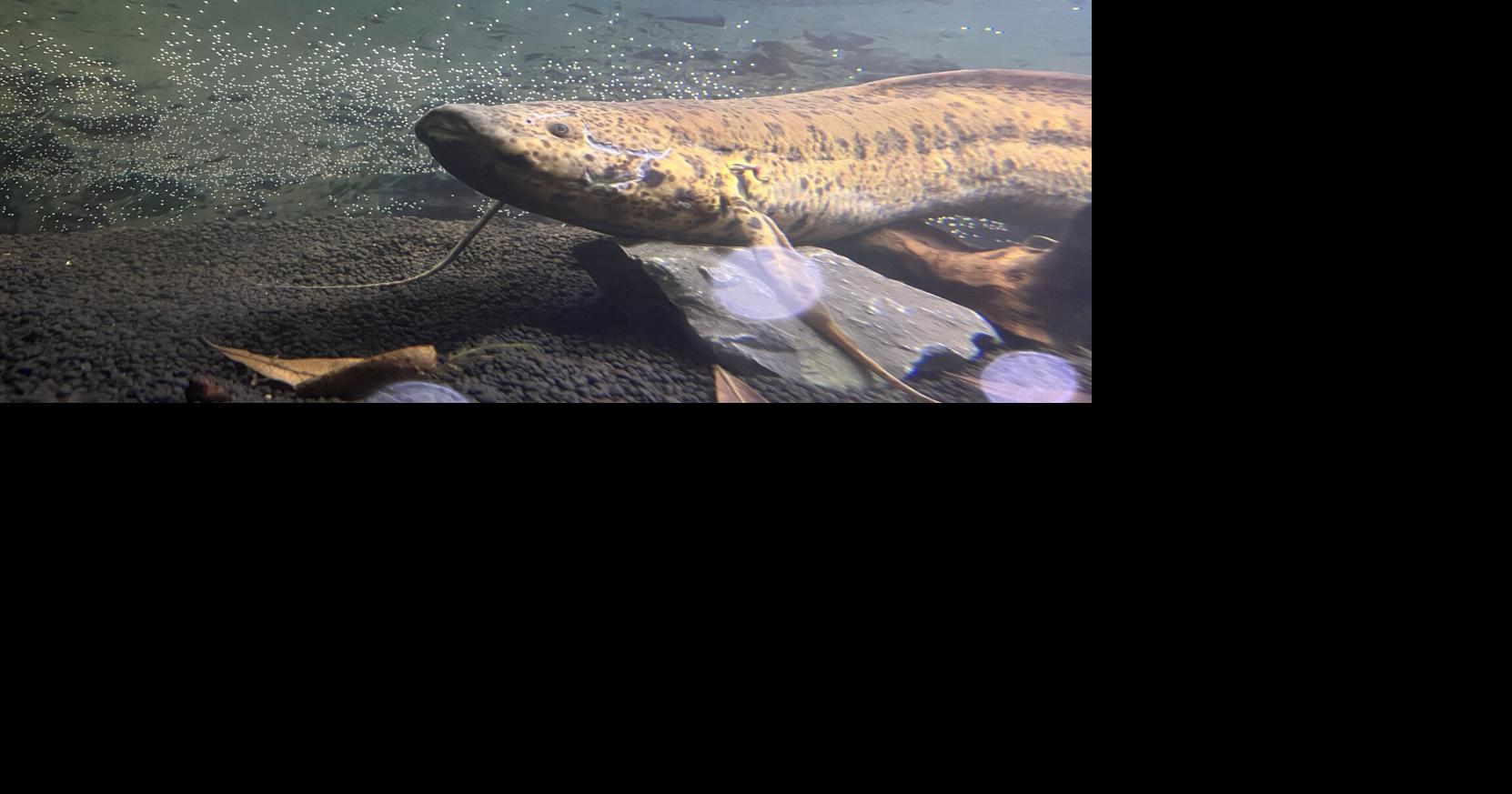 See Lungfish Live at Ithaca’s Museum of Earth | Ithaca | ithaca.com