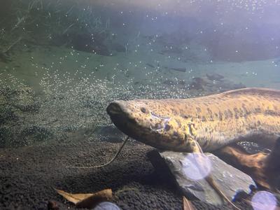 See Lungfish Live at Ithaca’s Museum of Earth | Ithaca | ithaca.com
