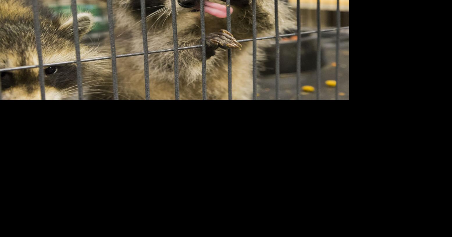 Team Effort to Save Orphaned Animals | News | ithaca.com