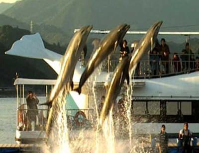 the cove documentary