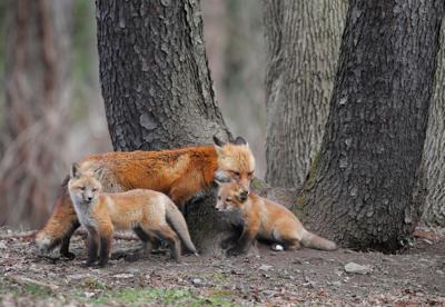 Time Of The Fox | News | ithaca.com