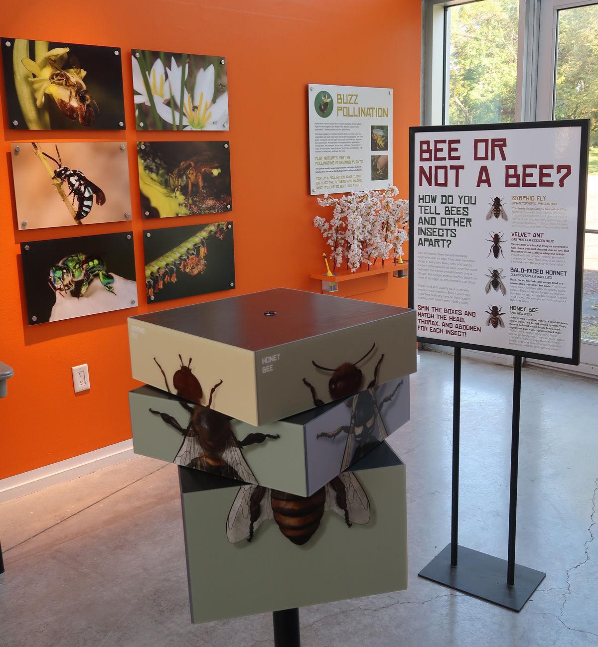 Meet the Bees: Museum of Earth's unique exhibit about solitary bees ...