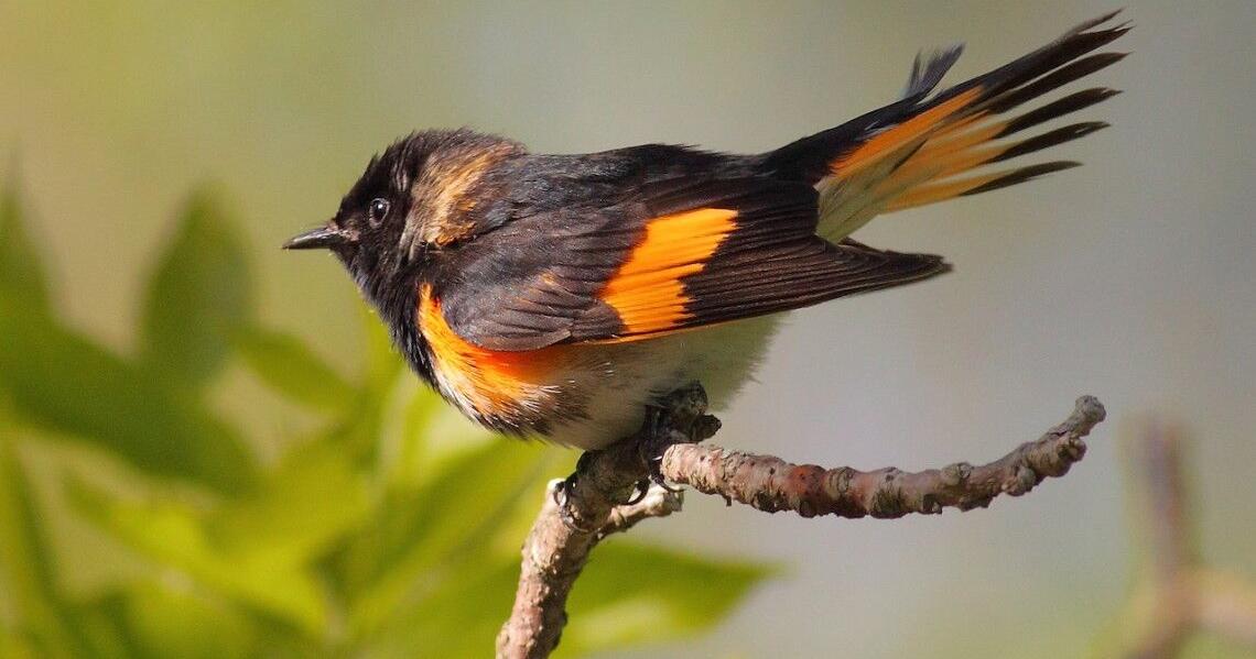 Migrating birds drawn by light face higher chemical exposure | News | ithaca.com