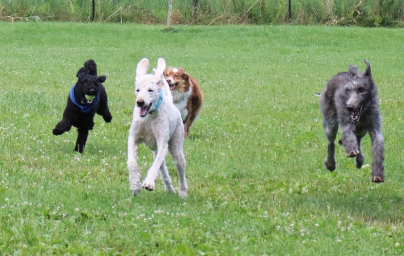 Ithaca is Animals: Where Residents and Visitors Can Enjoy Time with ...