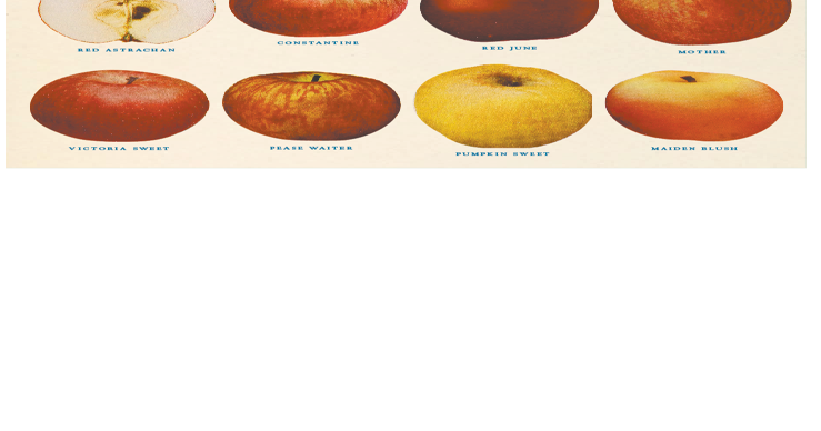 Apple Harvest Festival 2015 | Apple Harvest Festival | ithaca.com