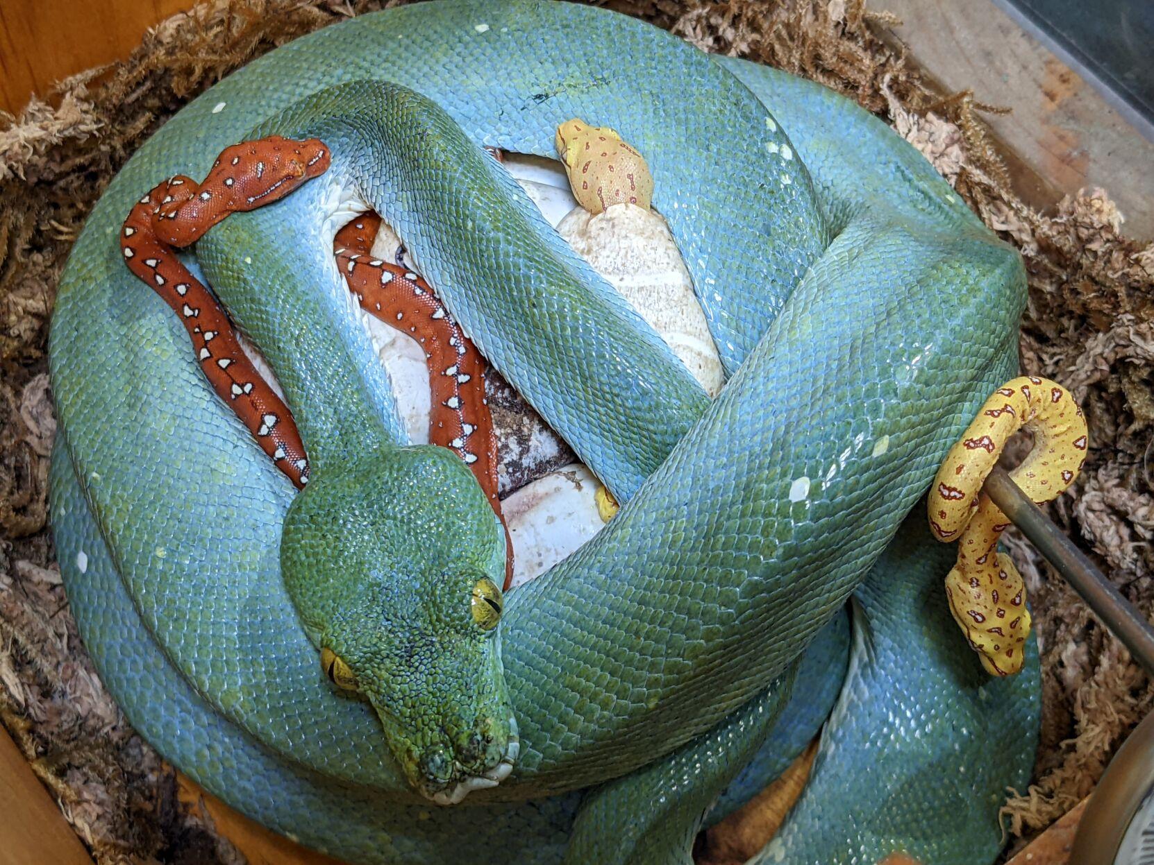 green tree python lifespan