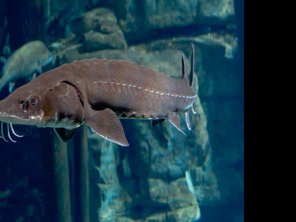 Cayuga Lake sturgeon showing progress, DEC says | News | ithaca.com