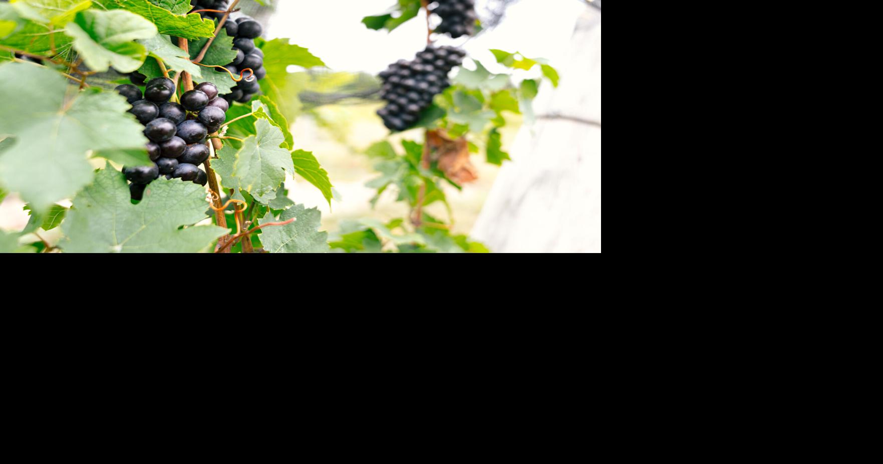 Focus on Another French Grape | Ithaca | ithaca.com