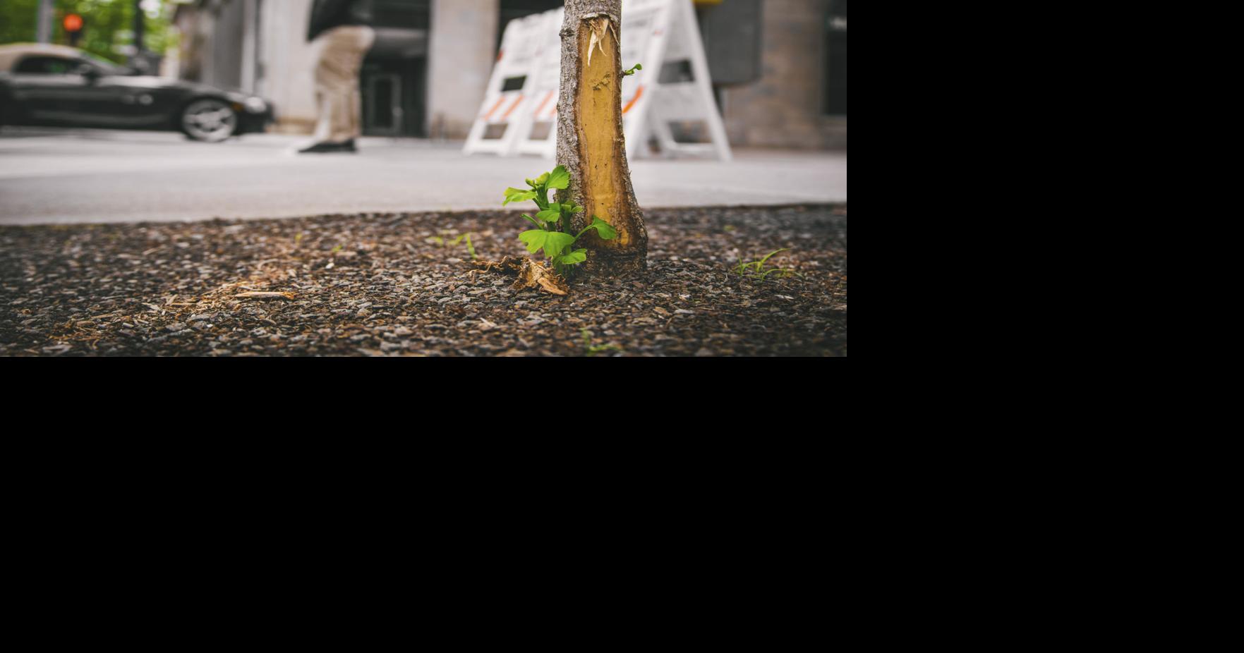 Speaking for the trees | Ithaca | ithaca.com