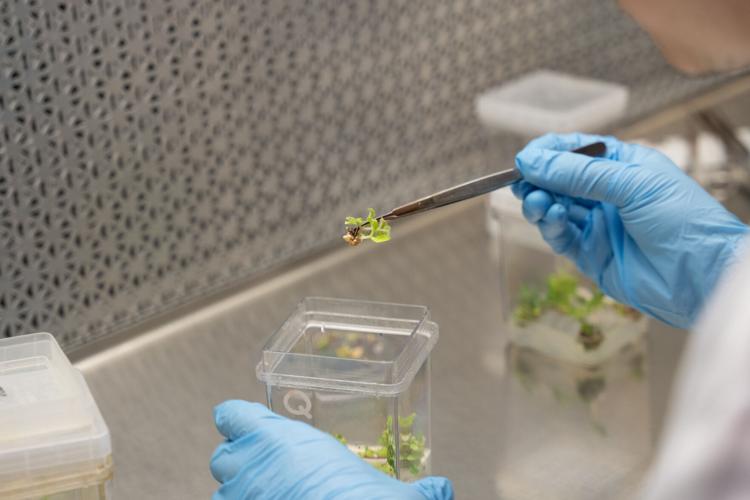 The Boyce Thompson Institute Celebrates a Century in Action | Ithaca ...