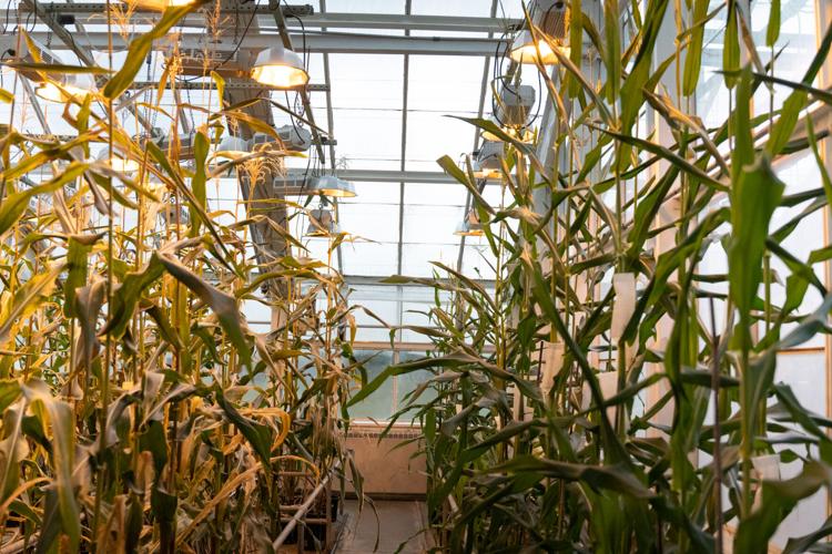 The Boyce Thompson Institute Celebrates a Century in Action | Ithaca ...