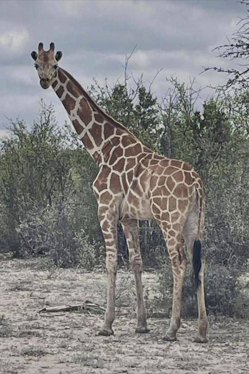 A giraffe named Gracie escaped in Texas. No one can seem to find her ...