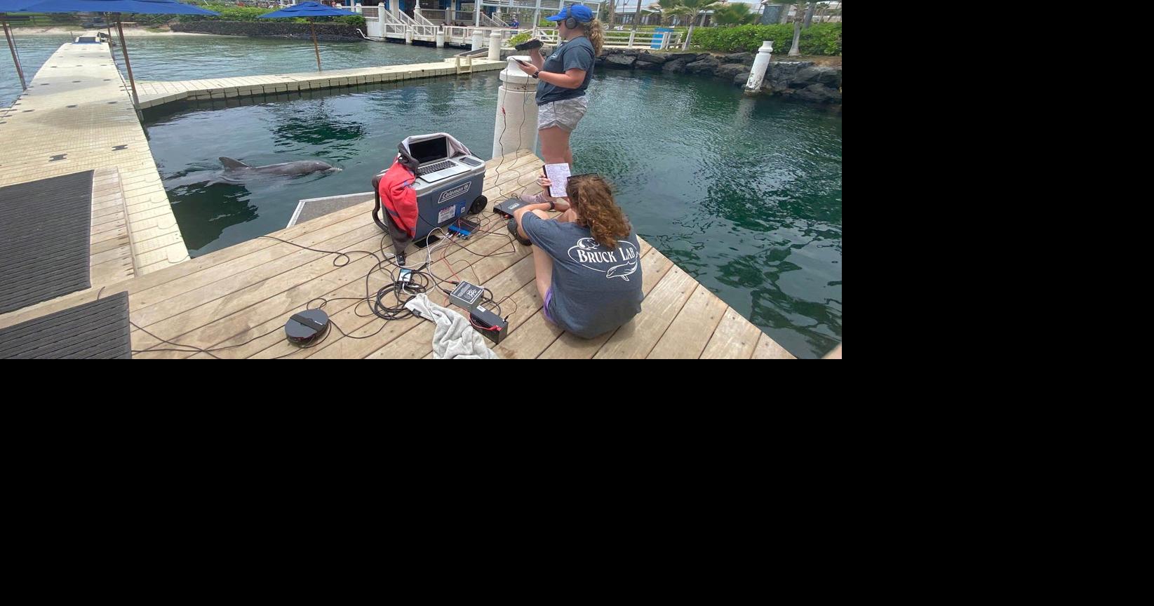 SFA students participate in first-of-its-kind dolphin drone research ...