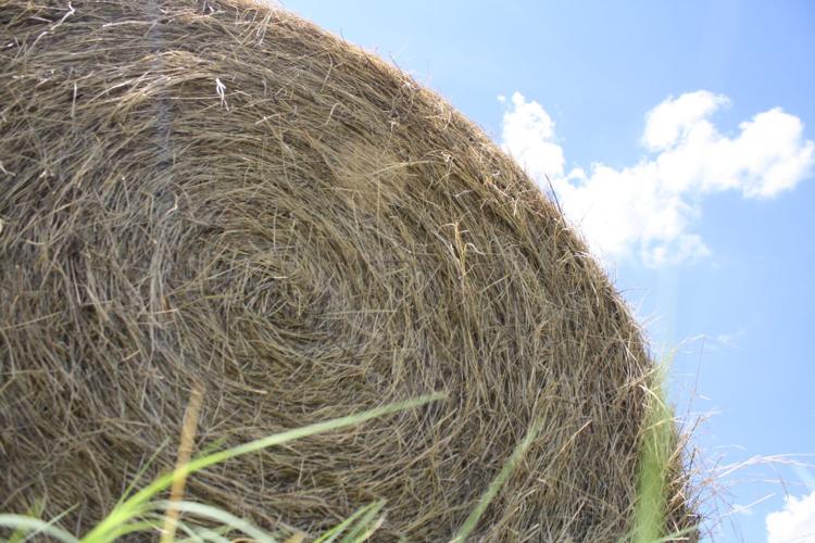 Extreme heat impacting agriculture | News | jacksonvilleprogress.com