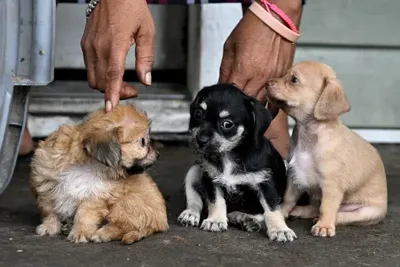 Screwworm was found in a dog in Texas. What does that mean for your ...