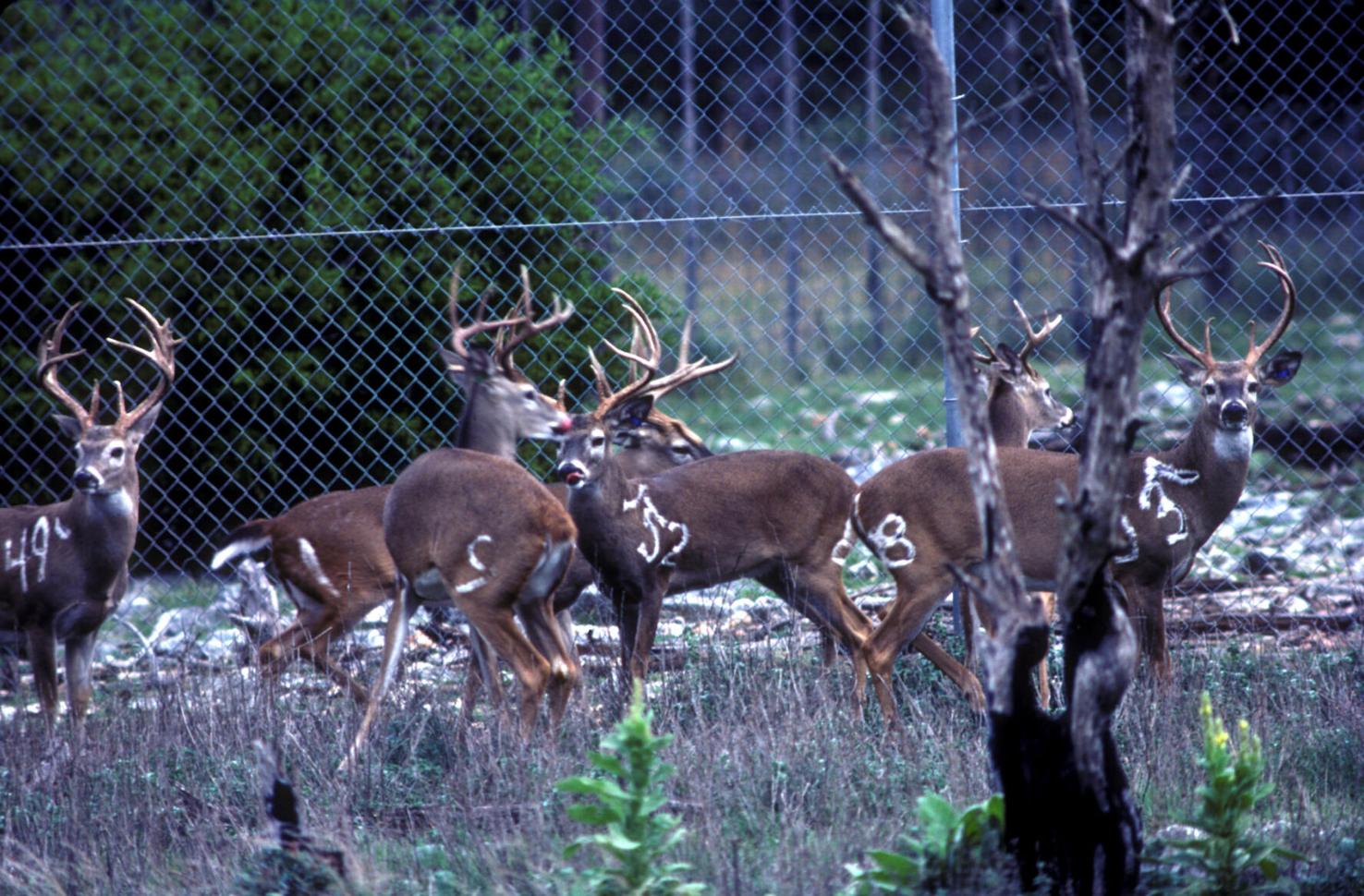Kerr WMA: Officials respond to questions about chronic wasting disease ...