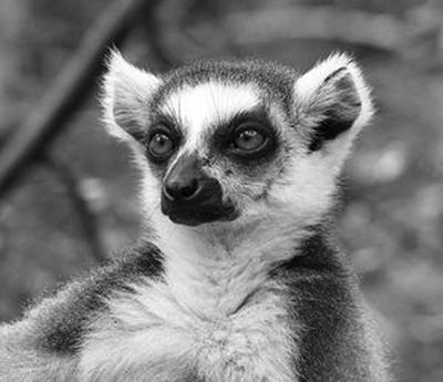 Texas lemur owner fights to keep exotic pet after biting incident ...