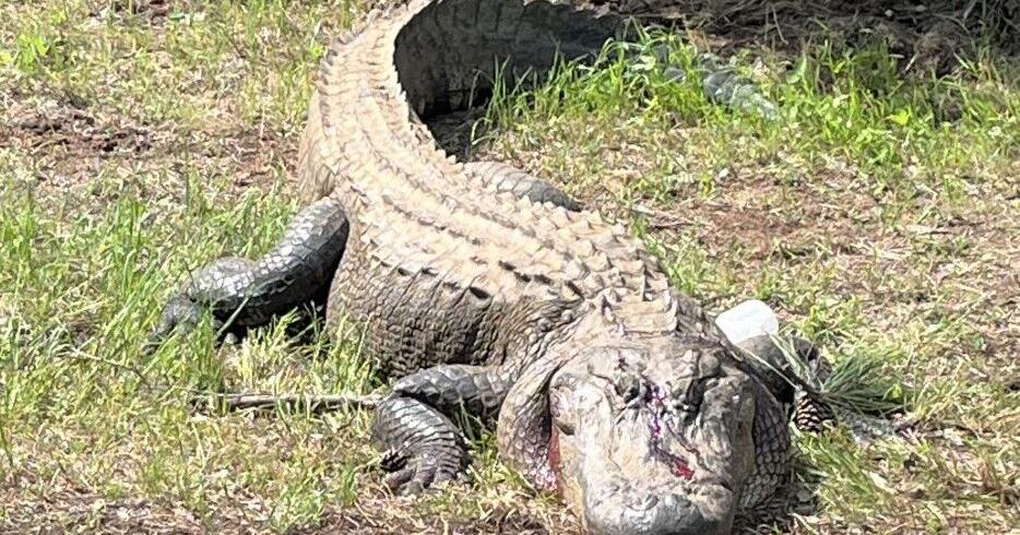 Agency offers reward for tips on alligator shooting | Local News ...