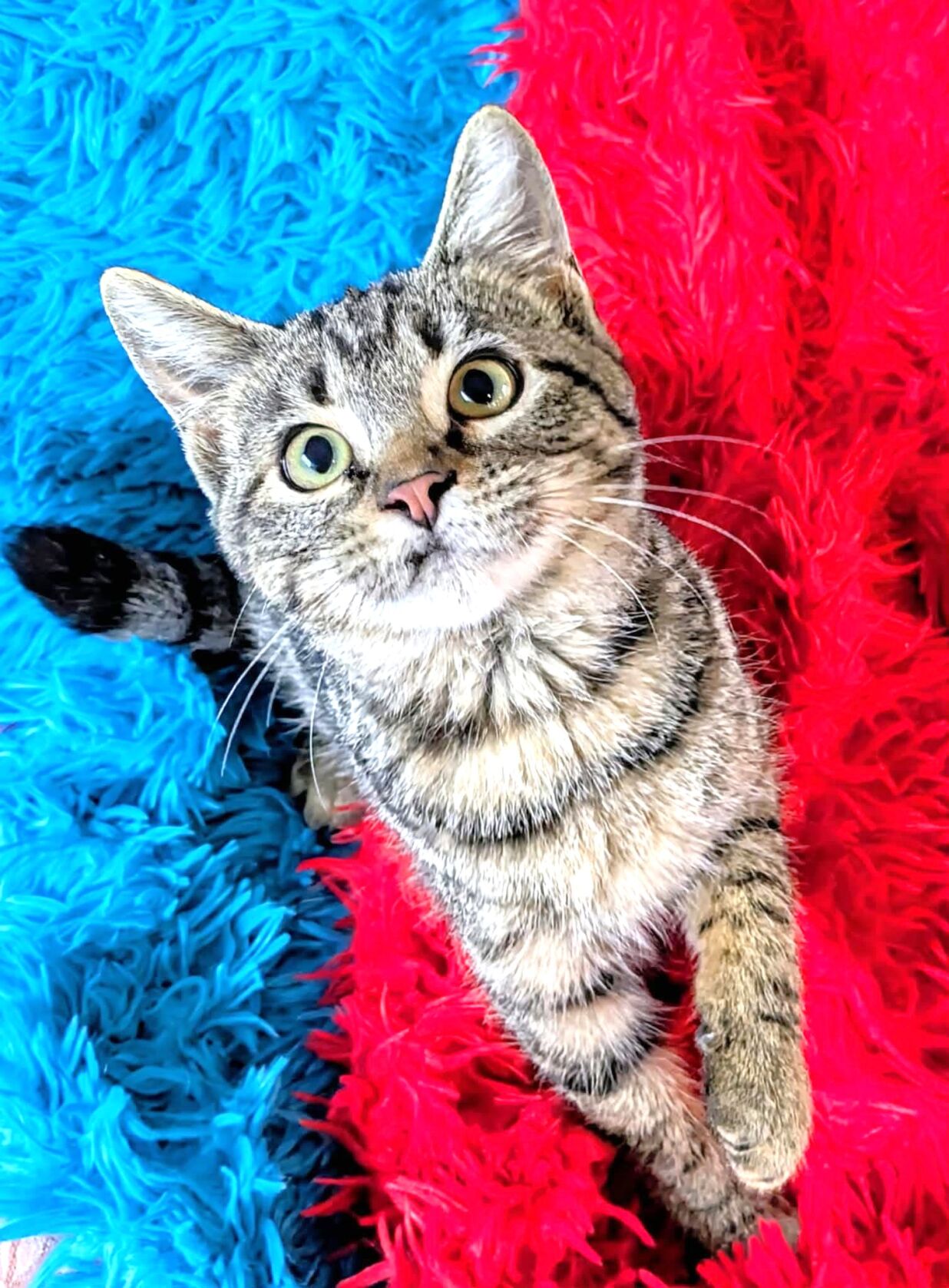 County Road Rescue’s Pet of the Week | Local News ...