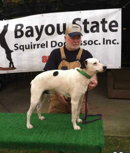 Squirrel hunting with dogs equals action packed fun | Sports ...