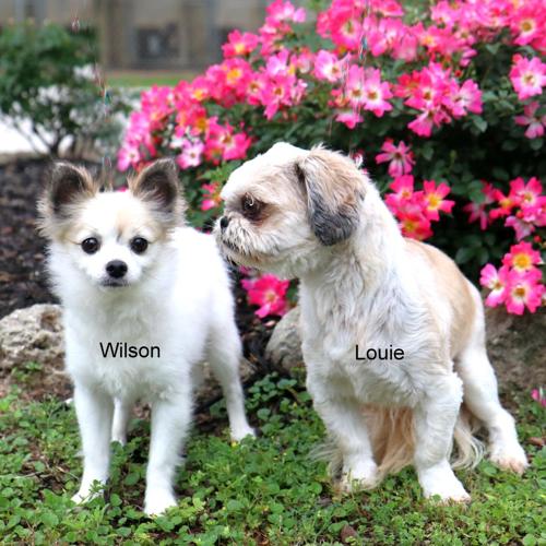 Pets Fur People’s Pets of the Week | News | jacksonvilleprogress.com