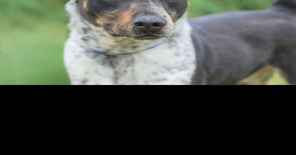 Pets Fur People’s Pet of the Week | News | jacksonvilleprogress.com