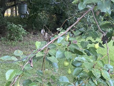 Wild hogs making nightly visits to front yard pear tree | Sports ...