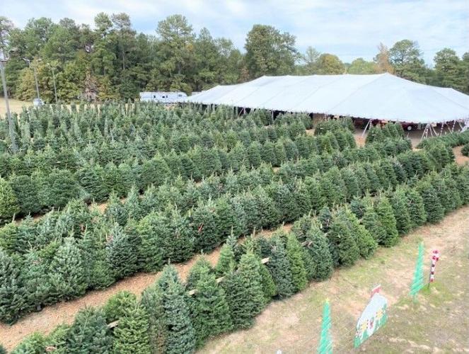 Where to find Christmas trees, poinsettias | Local News ...