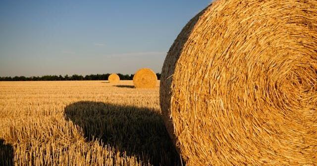 Hay show and sale slated for Tuesday | Local News ...