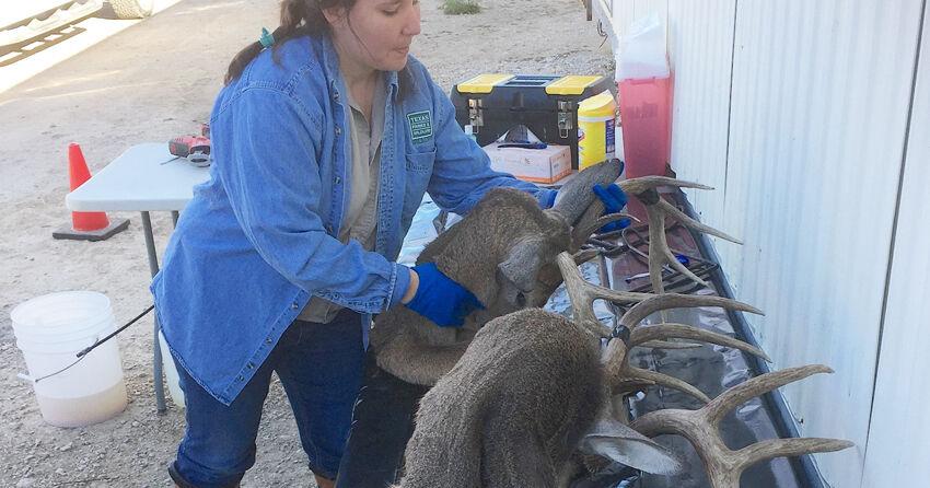 Chronic Wasting Disease: TPWD ramping up containment efforts in East ...