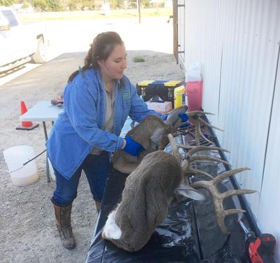 Chronic Wasting Disease: TPWD ramping up containment efforts in East ...
