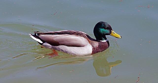 TPWD biologists anticipate promising season for Waterfowl hunters ...